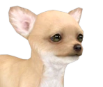 Chihuahua | Nintendogs Wiki | Fandom