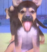 German Shepherd | Nintendogs Wiki | Fandom
