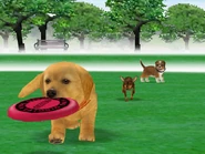 Red Flying Disc | Nintendogs Wiki | Fandom