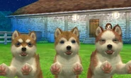 Siberian Husky | Nintendogs Wiki | Fandom