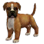 Boxer | Nintendogs Wiki | Fandom