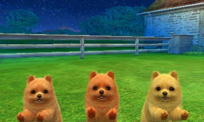 Pomeranian | Nintendogs Wiki | Fandom