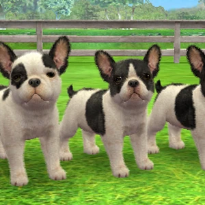 French Bulldog | Nintendogs Wiki | Fandom