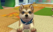 Siberian Husky | Nintendogs Wiki | Fandom