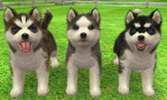 Siberian Husky | Nintendogs Wiki | Fandom