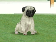 Pug | Nintendogs Wiki | Fandom