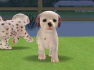 Dalmatian | Nintendogs Wiki | Fandom