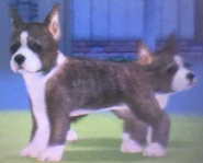 Boxer | Nintendogs Wiki | Fandom