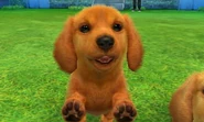 Miniature Dachshund | Nintendogs Wiki | Fandom