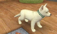 Green Japanese-Print Collar | Nintendogs Wiki | Fandom