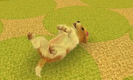 List of Tricks in Nintendogs + Cats | Nintendogs Wiki | Fandom