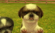 Shih Tzu | Nintendogs Wiki | Fandom