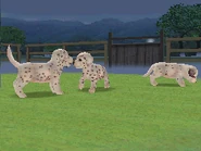 Dalmatian | Nintendogs Wiki | Fandom