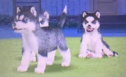 Siberian Husky | Nintendogs Wiki | Fandom