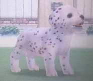 Dalmatian | Nintendogs Wiki | Fandom