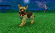 German Shepherd | Nintendogs Wiki | Fandom
