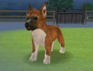 Boxer | Nintendogs Wiki | Fandom