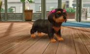Miniature Dachshund | Nintendogs Wiki | Fandom