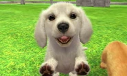 Miniature Dachshund | Nintendogs Wiki | Fandom