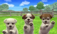 Starter Breeds | Nintendogs Wiki | Fandom