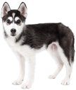 Siberian Husky | Nintendogs Wiki | Fandom