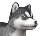 Siberian Husky | Nintendogs Wiki | Fandom