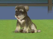 Miniature Schnauzer | Nintendogs Wiki | Fandom