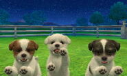 Maltese | Nintendogs Wiki | Fandom