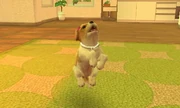 Tricks | Nintendogs Wiki | Fandom