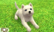 Siberian Husky | Nintendogs Wiki | Fandom