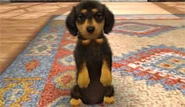 Miniature Dachshund | Nintendogs Wiki | Fandom