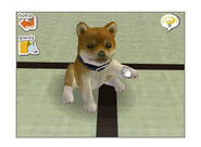 Nintendogs | Nintendogs Wiki | Fandom