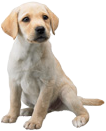 Labrador Retriever | Nintendogs Wiki | Fandom