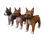Starter Breeds | Nintendogs Wiki | Fandom