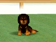 Miniature Dachshund | Nintendogs Wiki | Fandom