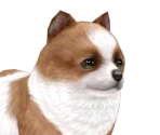 Pomeranian | Nintendogs Wiki | Fandom