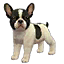 French Bulldog | Nintendogs Wiki | Fandom