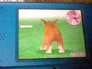 Boxer | Nintendogs Wiki | Fandom
