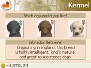 Labrador Retriever | Nintendogs Wiki | Fandom