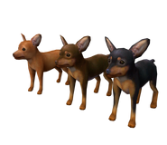 Starter Breeds | Nintendogs Wiki | Fandom