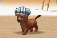 Miniature Dachshund | Nintendogs Wiki | Fandom