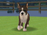 Boxer | Nintendogs Wiki | Fandom