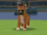 Boxer | Nintendogs Wiki | Fandom