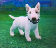 Bull Terrier | Nintendogs Wiki | Fandom
