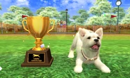Disc Competition | Nintendogs Wiki | Fandom
