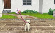 Walk | Nintendogs Wiki | Fandom