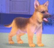 German Shepherd | Nintendogs Wiki | Fandom