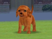 Cavalier King Charles Spaniel | Nintendogs Wiki | Fandom