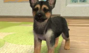 German Shepherd | Nintendogs Wiki | Fandom
