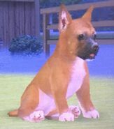 Boxer | Nintendogs Wiki | Fandom